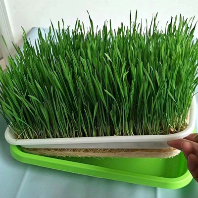 猫草种子大麦青汁小麦水培榨汁喝