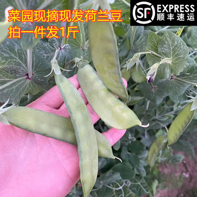 河源农村农家自种新鲜农家菜荷兰豆500克原生态顺丰