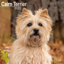 【预订】Cairn Terrier 2023 Wall Calendar 9781839416880