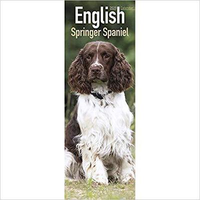 【预售】English Springer Spaniel Slim Calendar 2020