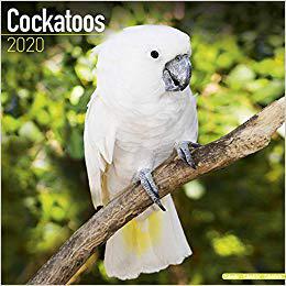 【预售】Cockatoos Calendar 2020