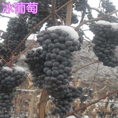 北冰红葡萄苗东北耐寒嫁接冰葡萄树苖耐寒冬天不下架庭院当年结果