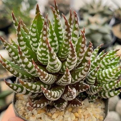 金海鹰爪硬叶8.2cm175