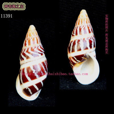 海螺贝壳（所见即所得）4.2CM树  蜗牛  标本 收藏11391