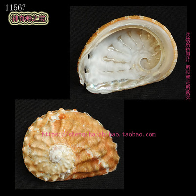 海螺贝壳（一图一物）5.7CM 羊鲍贝壳 鲍鱼壳 色彩标本 11567
