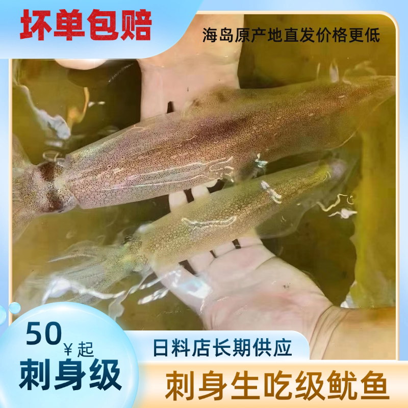 东山岛海钓火箭鱿鱼鲜活冷冻刺身大鱿鱼枪鱿鱿鱼大管鱿鱼枪乌贼