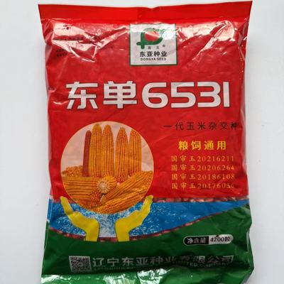 东单6531玉米种矮杆抗旱涝抗病抗倒伏农科院国审抗虫抗病饲料玉米