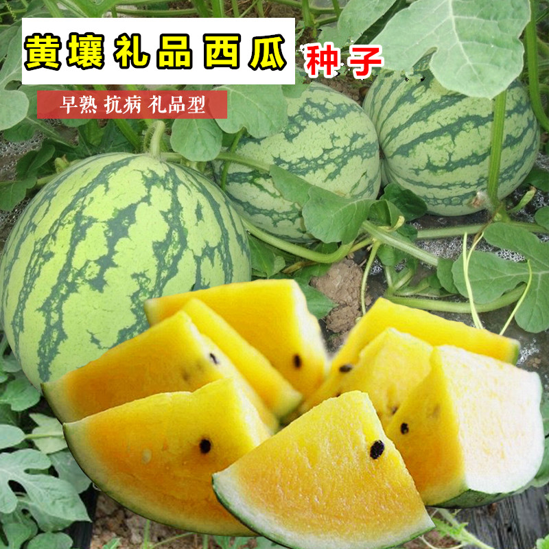 薄皮黄心西瓜种子瓜种易种家庭田园院子小西瓜黄心甜品种阳台种植