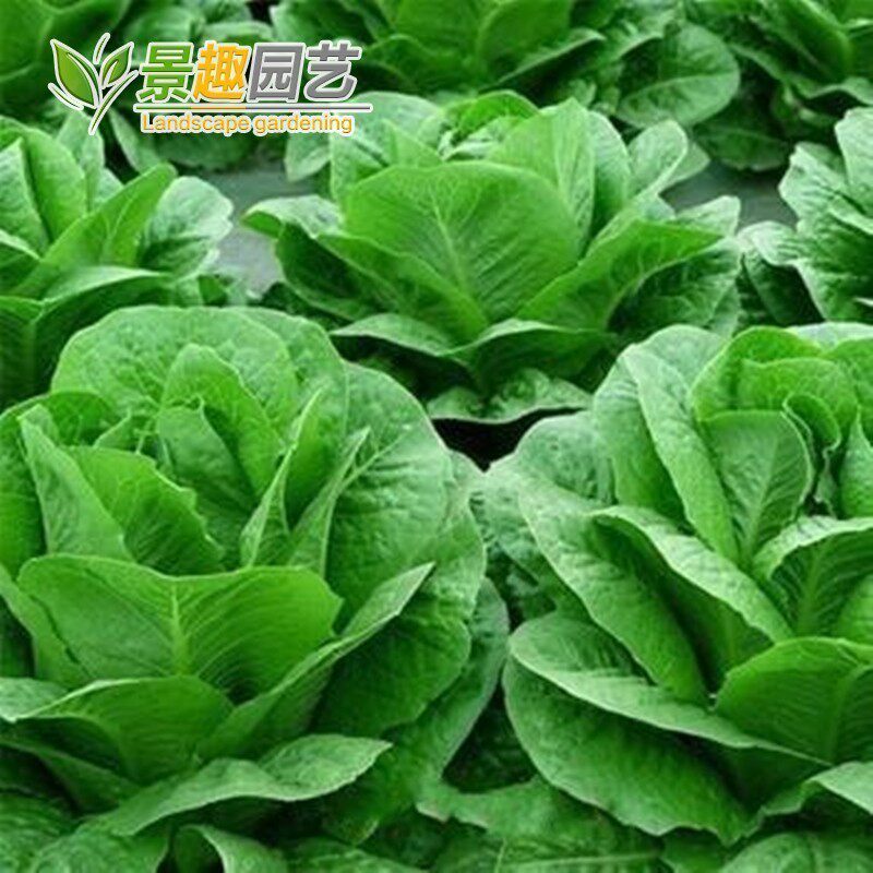 大罗马直立生菜种子莴苣阳台庭院家庭种植意大利菜耐寒口感好蔬菜