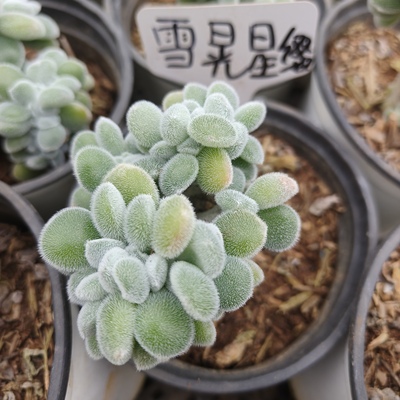 刘家花坊  雪晃星缀化多肉  精品老桩批发基地  室内室外清新绿植