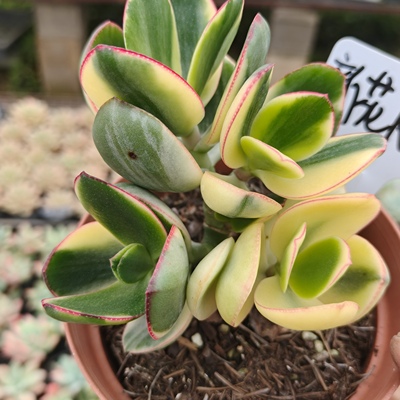 刘家花坊  X新花月锦肉    精品老桩批发基地  室内室外清新绿植