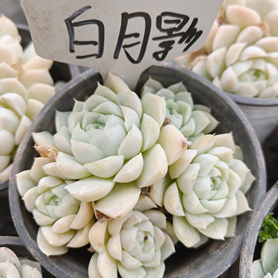 刘家花坊  白月影多肉    精品老桩批发基地  室内室外清新绿植