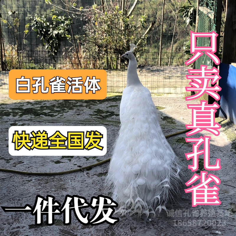 孔雀苗活孔雀苗白孔雀苗孔雀蛋种宠物