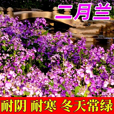 二月兰花种子绿肥田菁四季种易活