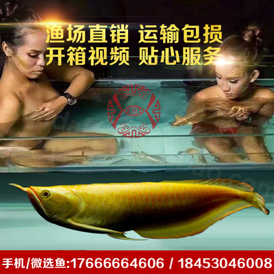 红眼白子银龙鱼活体观赏鱼大型鱼宠物鱼淡水鱼风水鱼发财鱼招财鱼