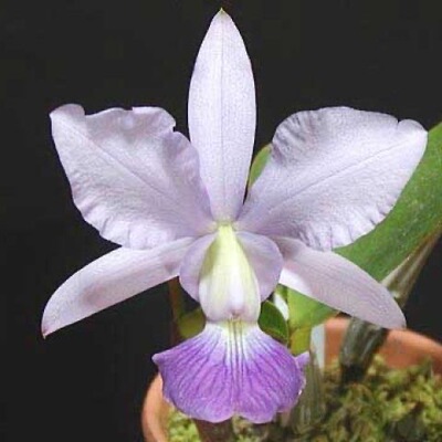 卡特兰走路人C.walkeriana coerulea 阿祖尔原卡矮 种洋兰室内