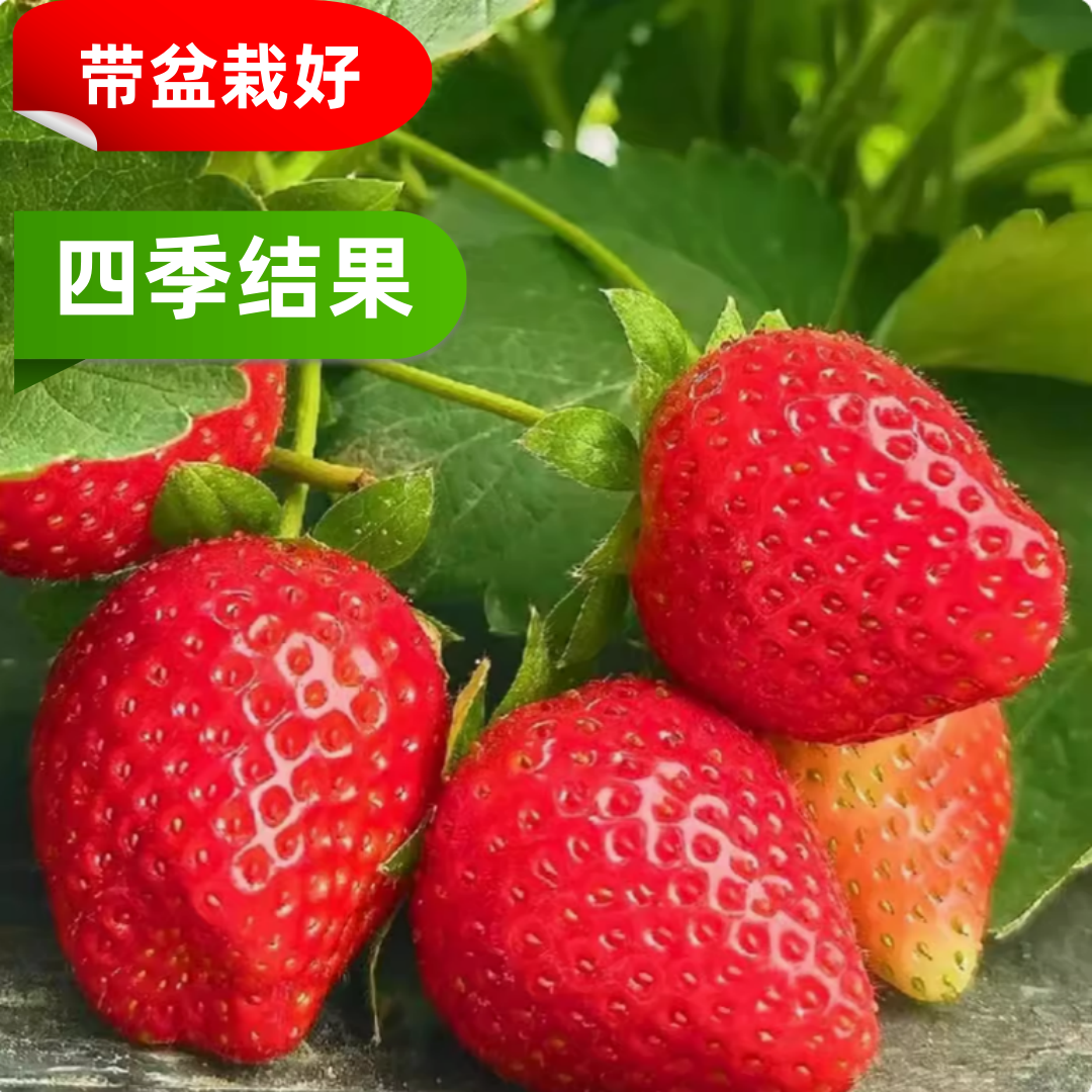 奶油草莓苗特大号四季结果红颜牛奶白新秧原土原盆阳台盆栽幼儿园