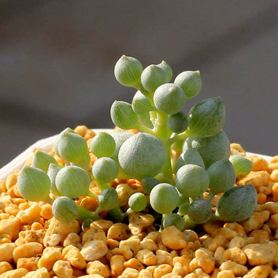 锦上珠 Senecio citriformis