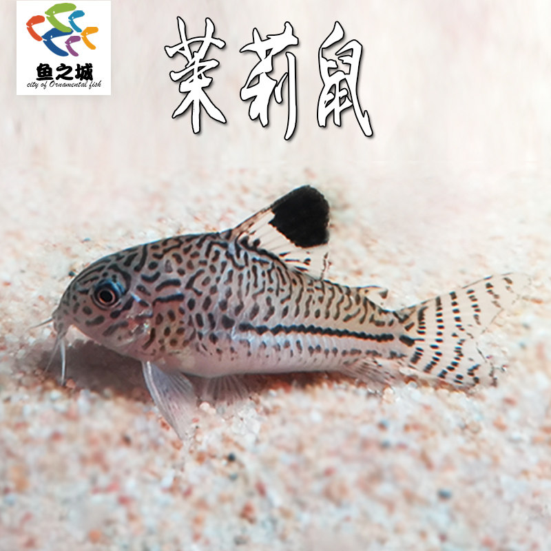鱼之城茉莉鼠鱼茉莉豹纹鼠花老鼠白老鼠热带观赏鼠鱼清洁工具鱼