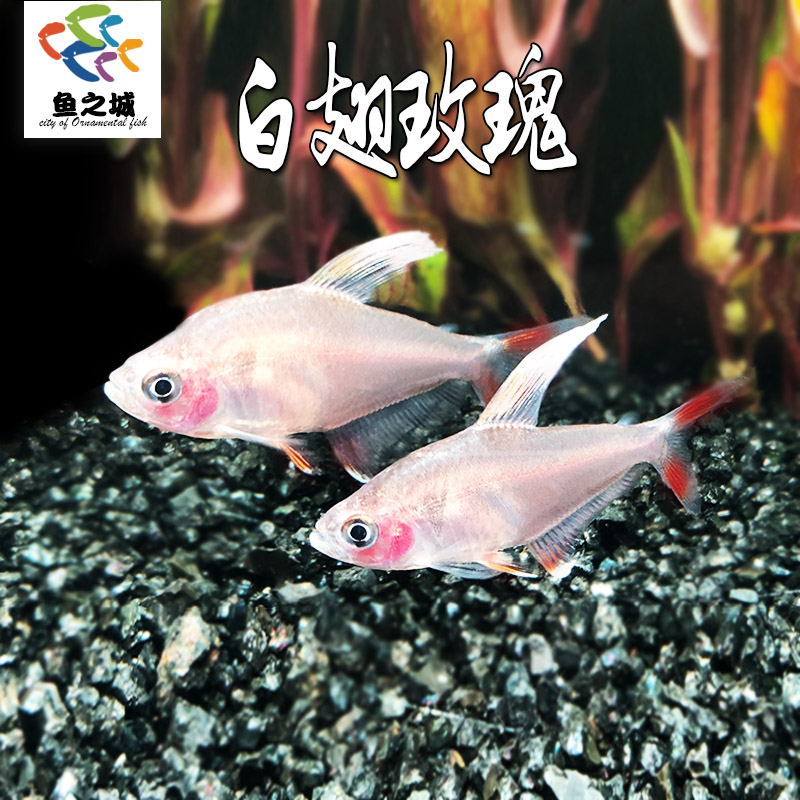 鱼之城白翅玫瑰白翅扯旗鱼白勾旗新大勾旗粉红扯旗鱼群游鱼热带鱼