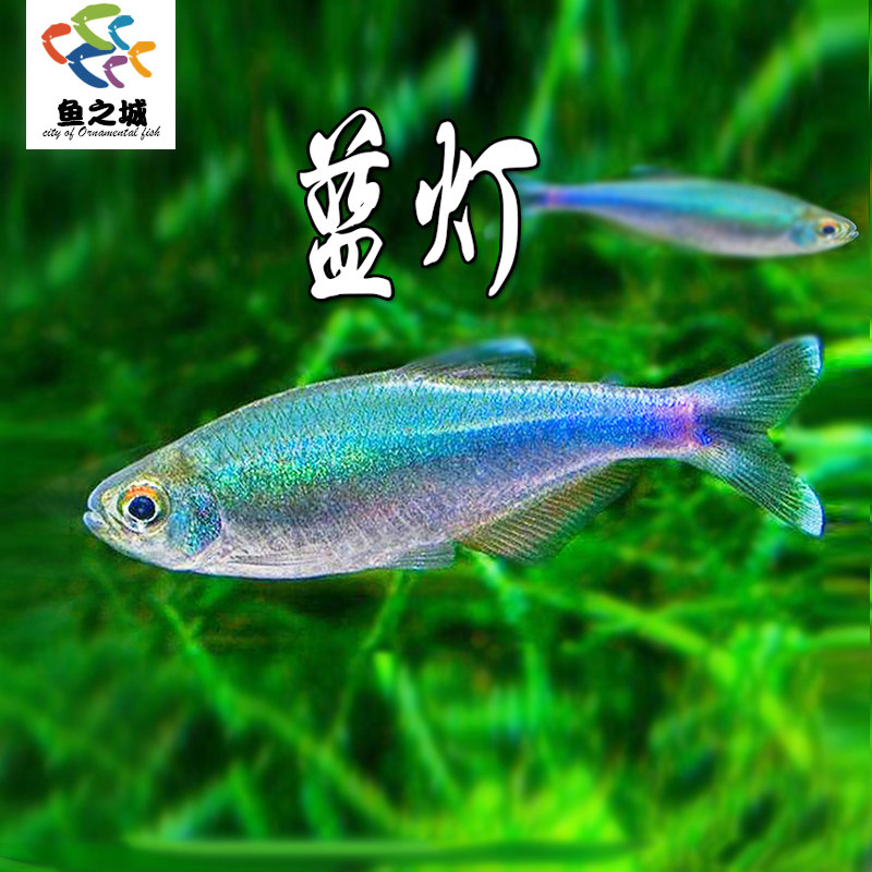 鱼之城蓝灯鱼灯科鱼红绿灯鱼饲料蓝眼灯白云金丝灯鱼蓝色群游鱼