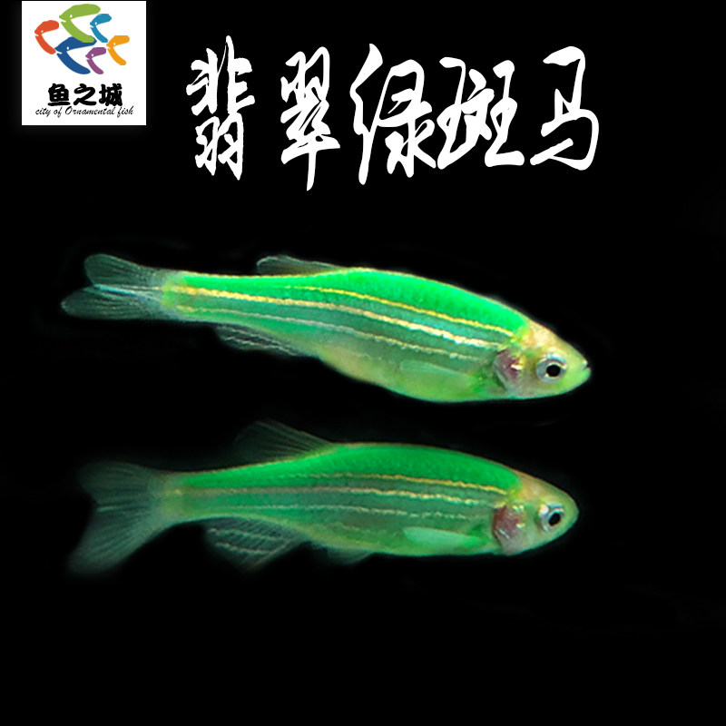 翡翠绿荧光斑马鱼七彩紫豹蝶翼斑马鱼小型活鱼热带观赏鱼好养包活