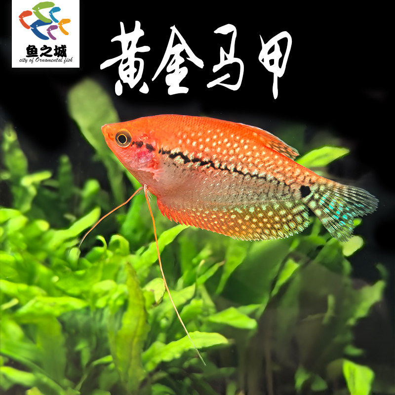 黄金马甲鱼热带淡水鱼珍珠马甲灯鱼黑尾大勾曼龙鱼刚果美人丽丽鱼