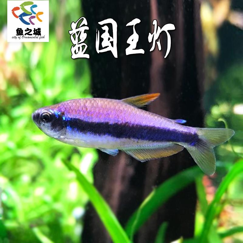 蓝国王灯鱼热带鱼群游灯鱼南美缸帝王小型草缸观赏鱼淡水新手耐养