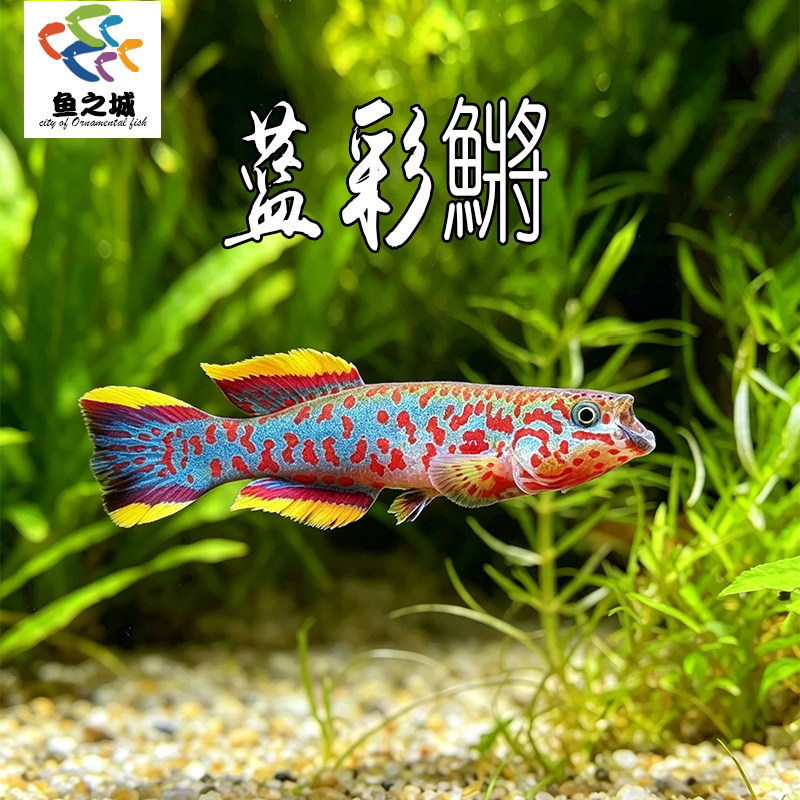 蓝彩鱂观赏鱼淡水新手鱼帝王灯柠檬灯群游天使鱼黑尾大勾米奇玛丽