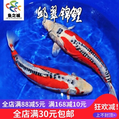 邱翠锦鲤观赏鱼淡水可混养好养