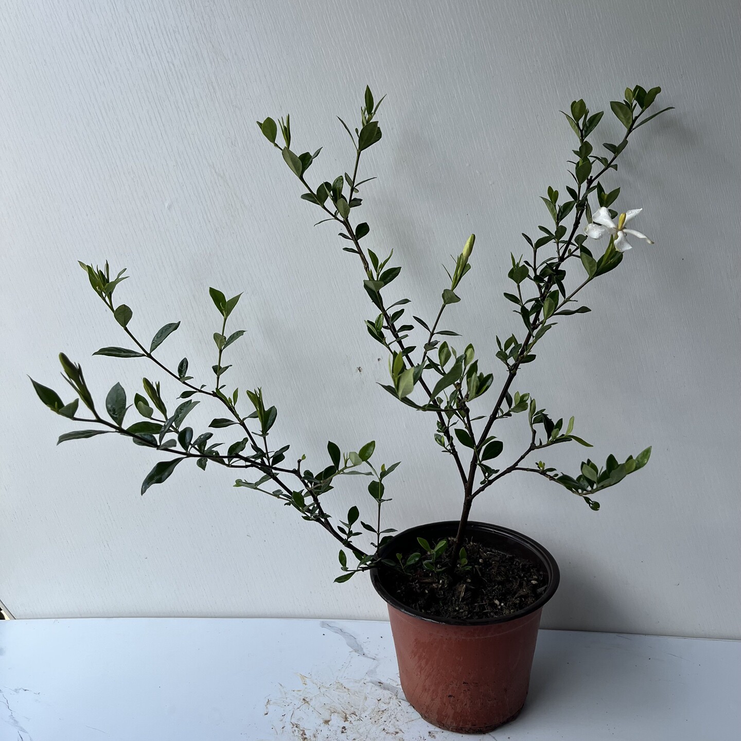 香雪栀子花三年苗单瓣芳香花卉盆栽室内外绿植盆栽净化空气易养护