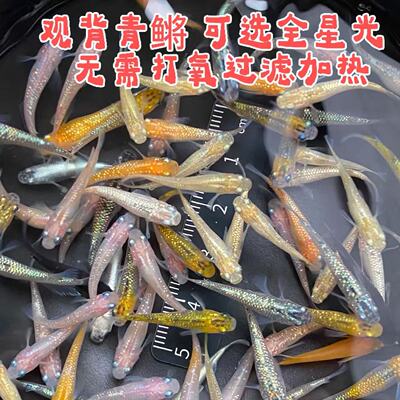 新手观背青鳉小型鱼活体