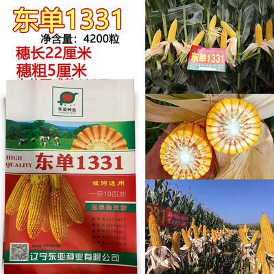 东单1331国审高产玉米种子大棒抗旱耐涝抗盐碱适广性强密植玉米孑