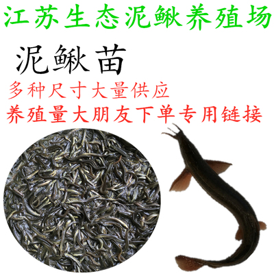 泥鳅苗生态养殖淡水鱼苗公母钓鱼