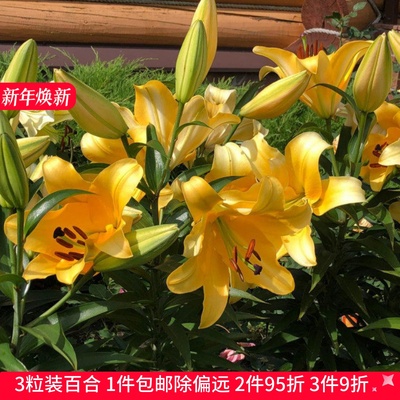 百合种球庭院大球四季百合花