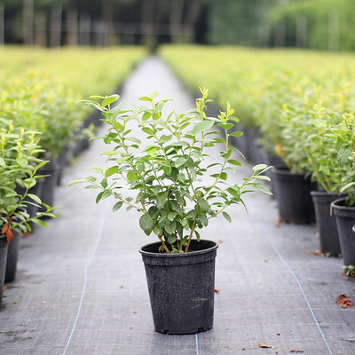 蓝莓盆栽法新魔法花香