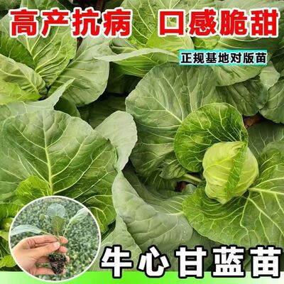 牛心甘蓝苗耐寒越冬包菜