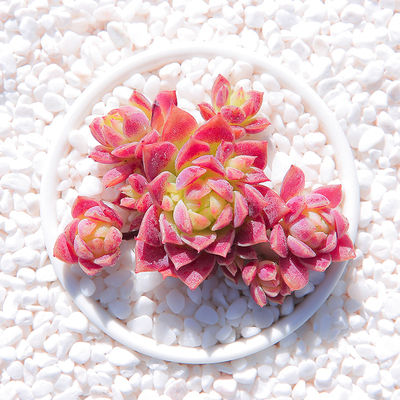 红蔓莲多肉植物组合群生防辐射