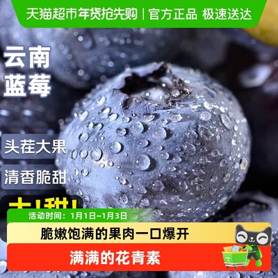 云南蓝莓高山花香蓝莓大果
