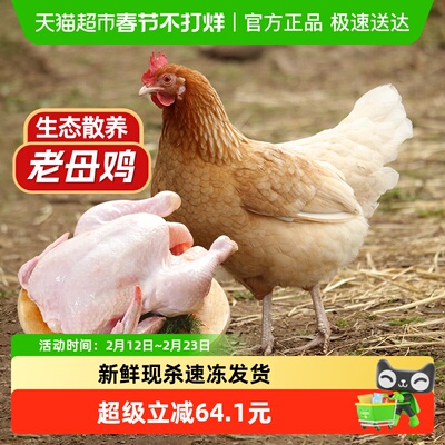 大用黄油老母鸡1500g*2只