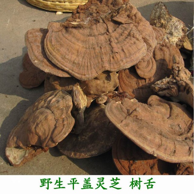 野生平盖灵芝 树舌 伏牛山野生灵芝整枝 正品