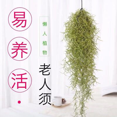 老人须松萝无土培养植物吊兰空气凤梨空气草雨林室内造景植物