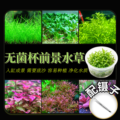 无菌杯前中景水草锦集