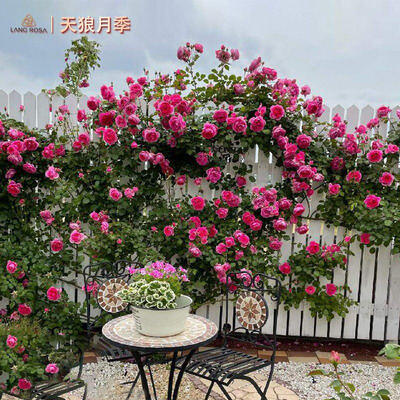 天狼月季攀援花墙拱门玫瑰大游行