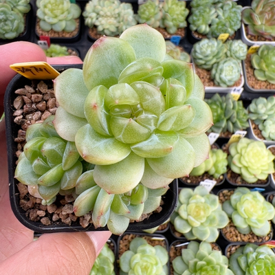 189，独家四头许仙，福利，白蛇传系列