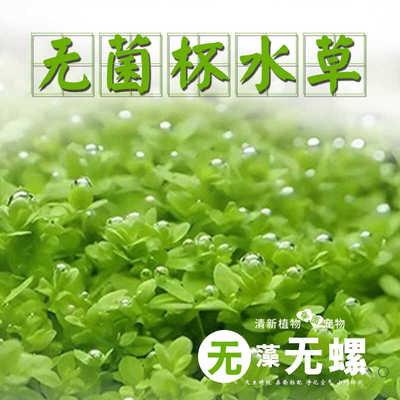 无菌杯水草水族箱鱼缸造景