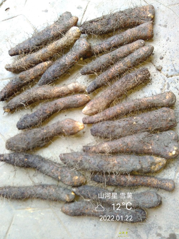 新鲜淮山野种苗种子山河星雪薯食品蔬菜福建三明山野明溪清流特色