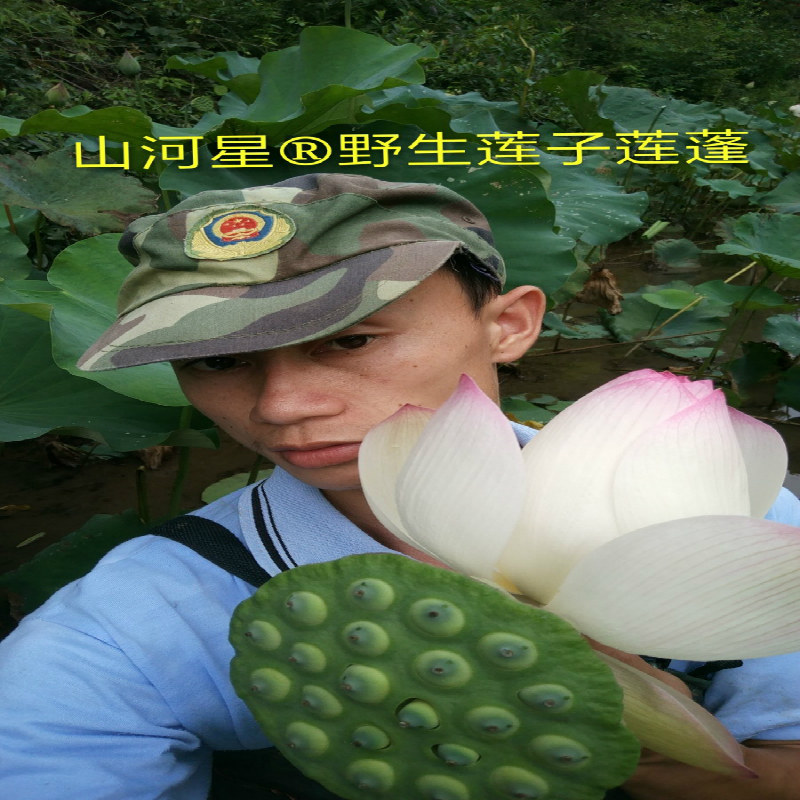 山河星新鲜纯野生莲蓬5斤 闽鲜嫩莲子野生吃水果现摘白莲建莲红花