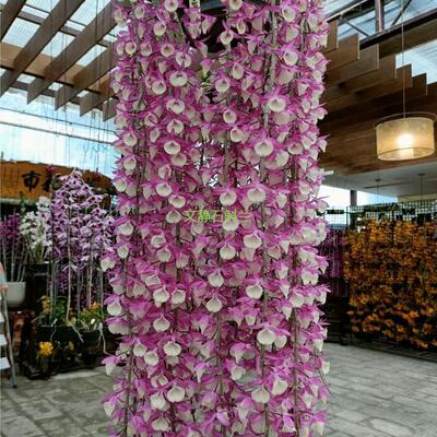 【红与白】-文静兰园石斛易养易活爆花美丽洋兰批发零售高端精品