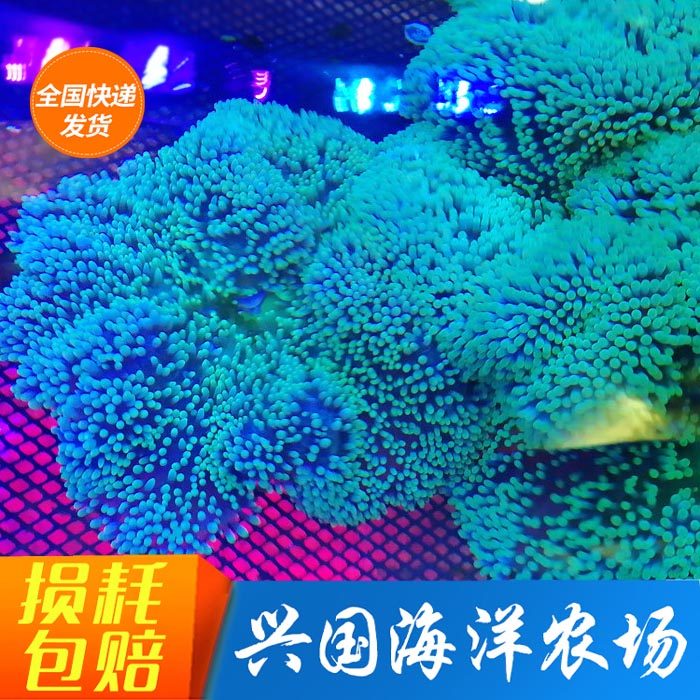 长须地毯 进口彩色地毯海水鱼活体珊瑚海葵兴国海洋农场快递发货